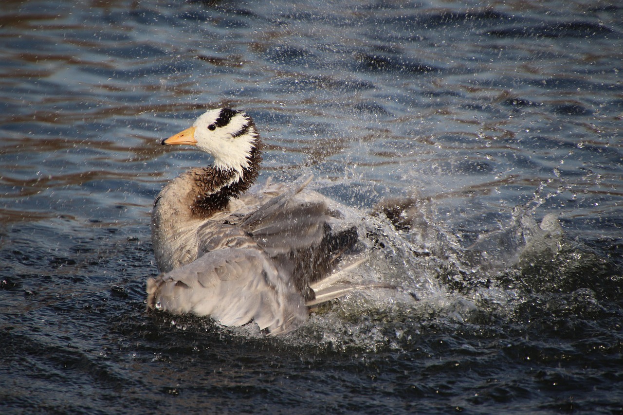 Bar-Headed Goose Water Bird - Free photo on Pixabay - Pixabay