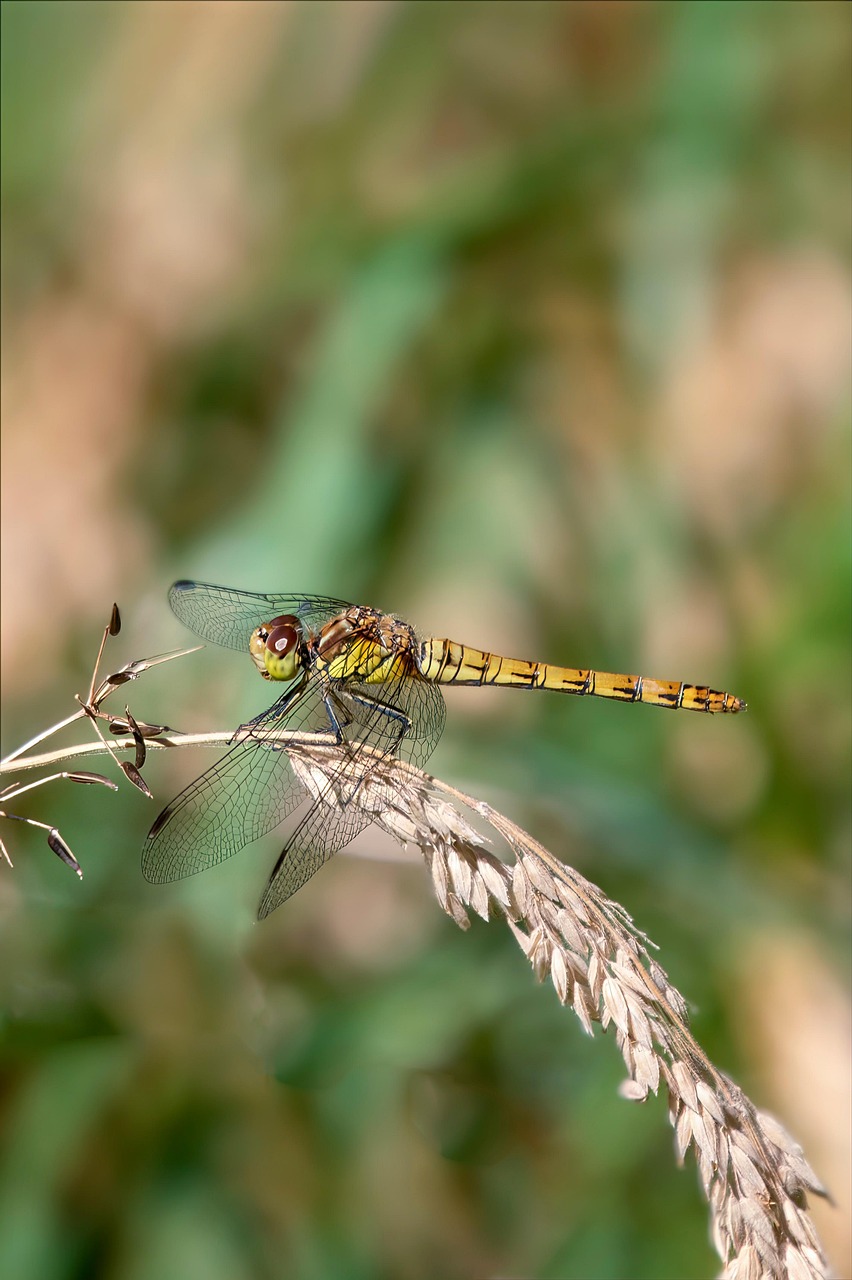 6,000+ Dragonfly Pictures & Images [HD] - Pixabay