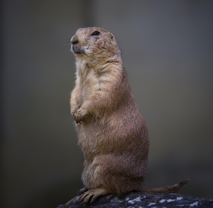 Prairie Dog Rodent Animal - Free photo on Pixabay