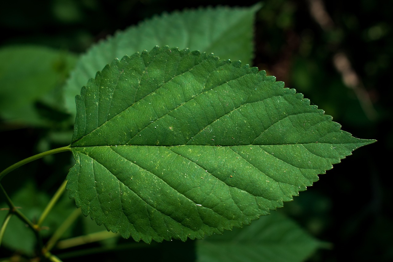 Leaf Plant Green - Free photo on Pixabay - Pixabay