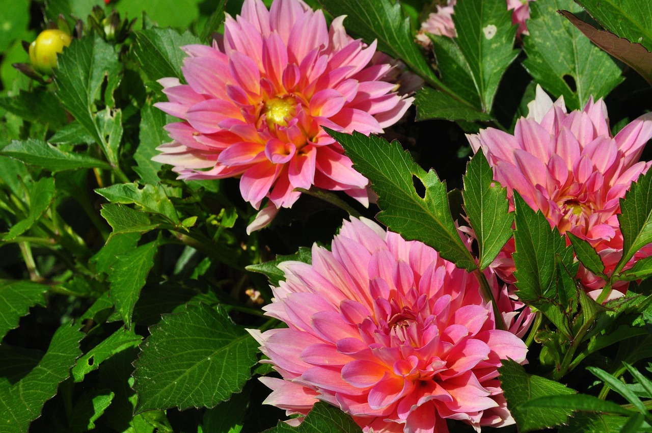 Flowers Pink Beauty - Бесплатное фото на Pixabay