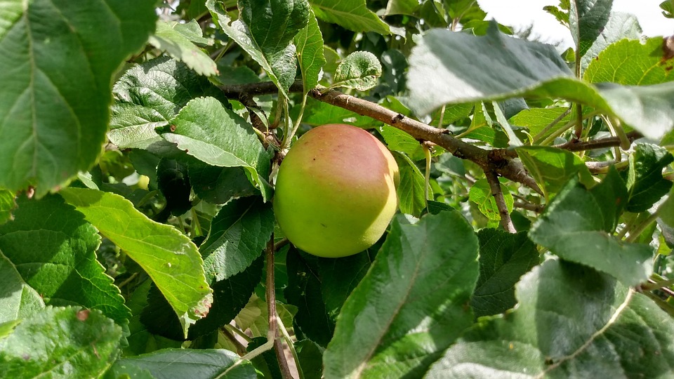 Apple Ripening Nature - Free photo on Pixabay