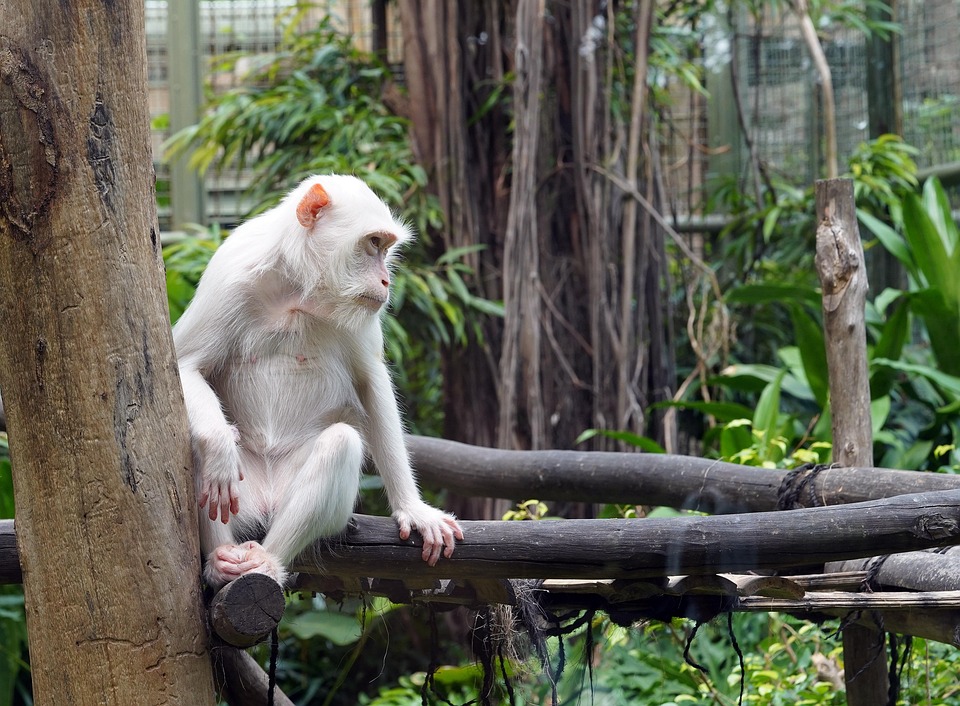 Monkey Primate Ape - Free photo on Pixabay - Pixabay