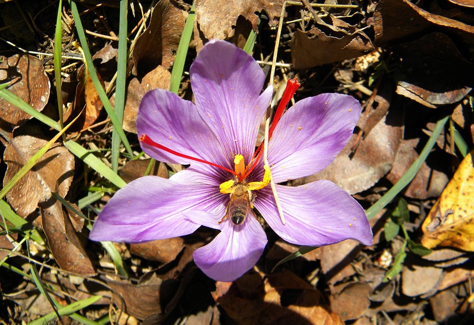Saffron Flower Bee - Free photo on Pixabay - Pixabay