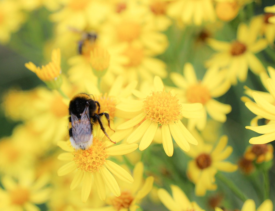 Abeille Fleurs Jaunes - Photo gratuite sur Pixabay