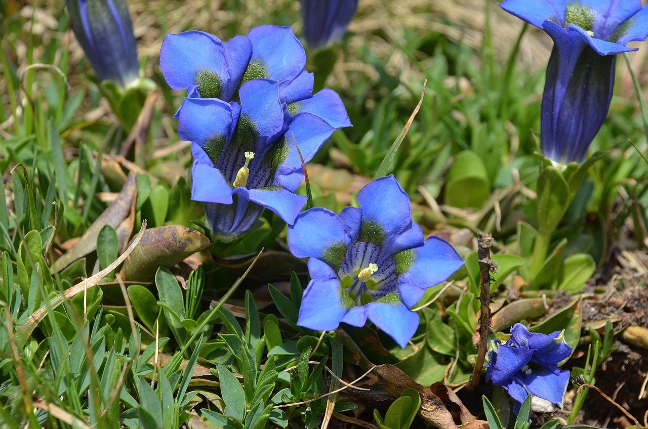 Gentian Flowers Plant Blue - Free photo on Pixabay