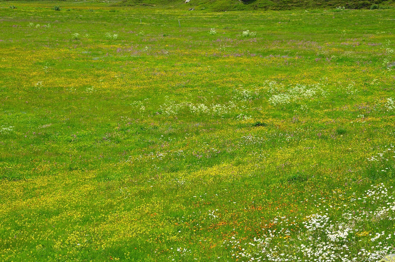 Blumen Pflanzen Wiese - Kostenloses Foto auf Pixabay