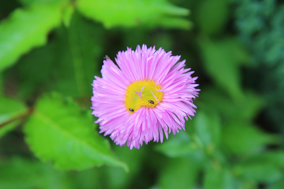 Vergerette Marguerite Fleur - Photo gratuite sur Pixabay - Pixabay