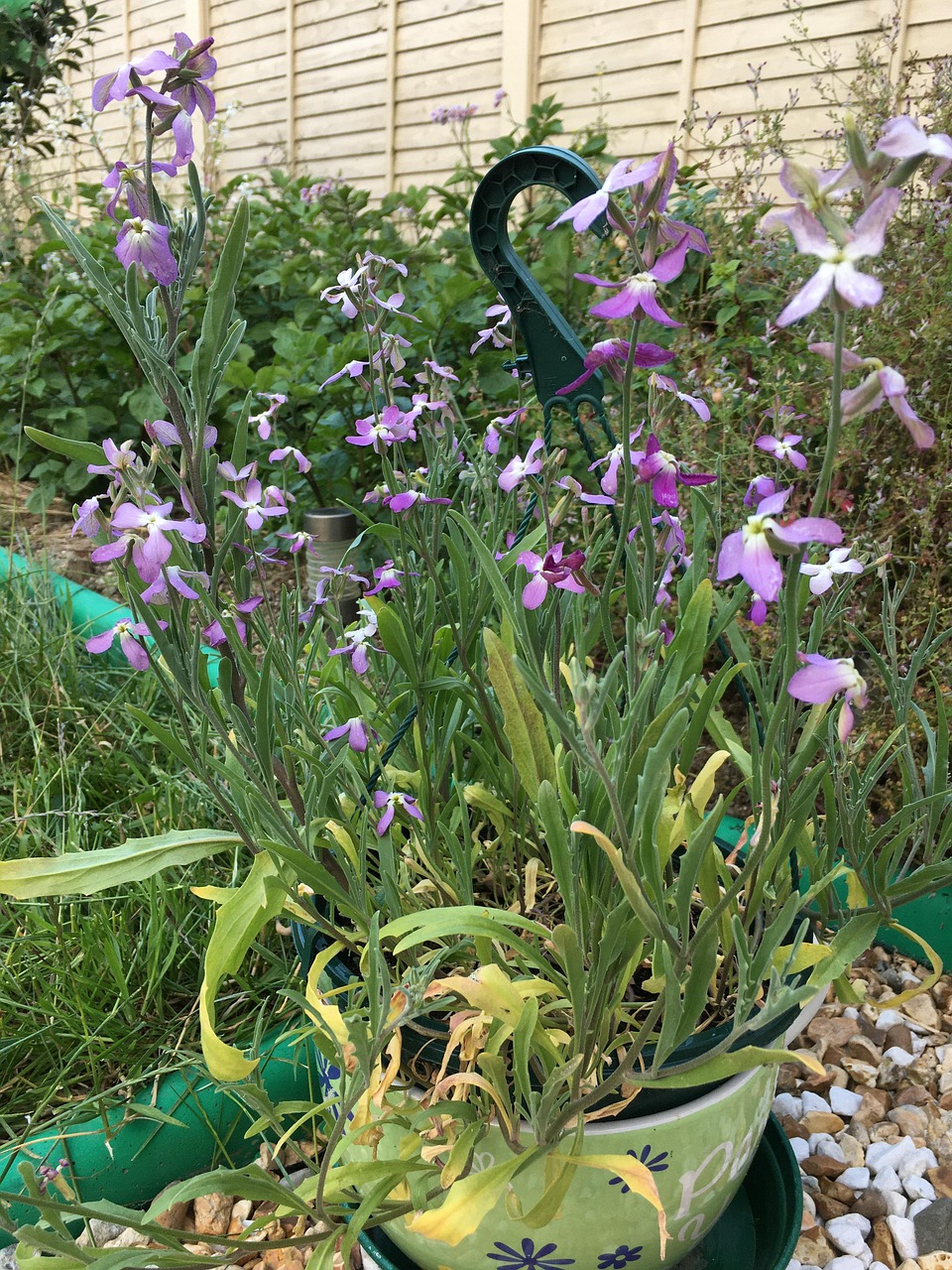 Gartentopf Mit Blumen Garten - Kostenloses Foto auf Pixabay