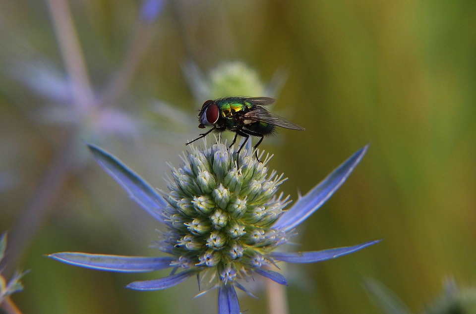 Fliege Insekt Blume Blauer - Kostenloses Foto auf Pixabay - Pixabay