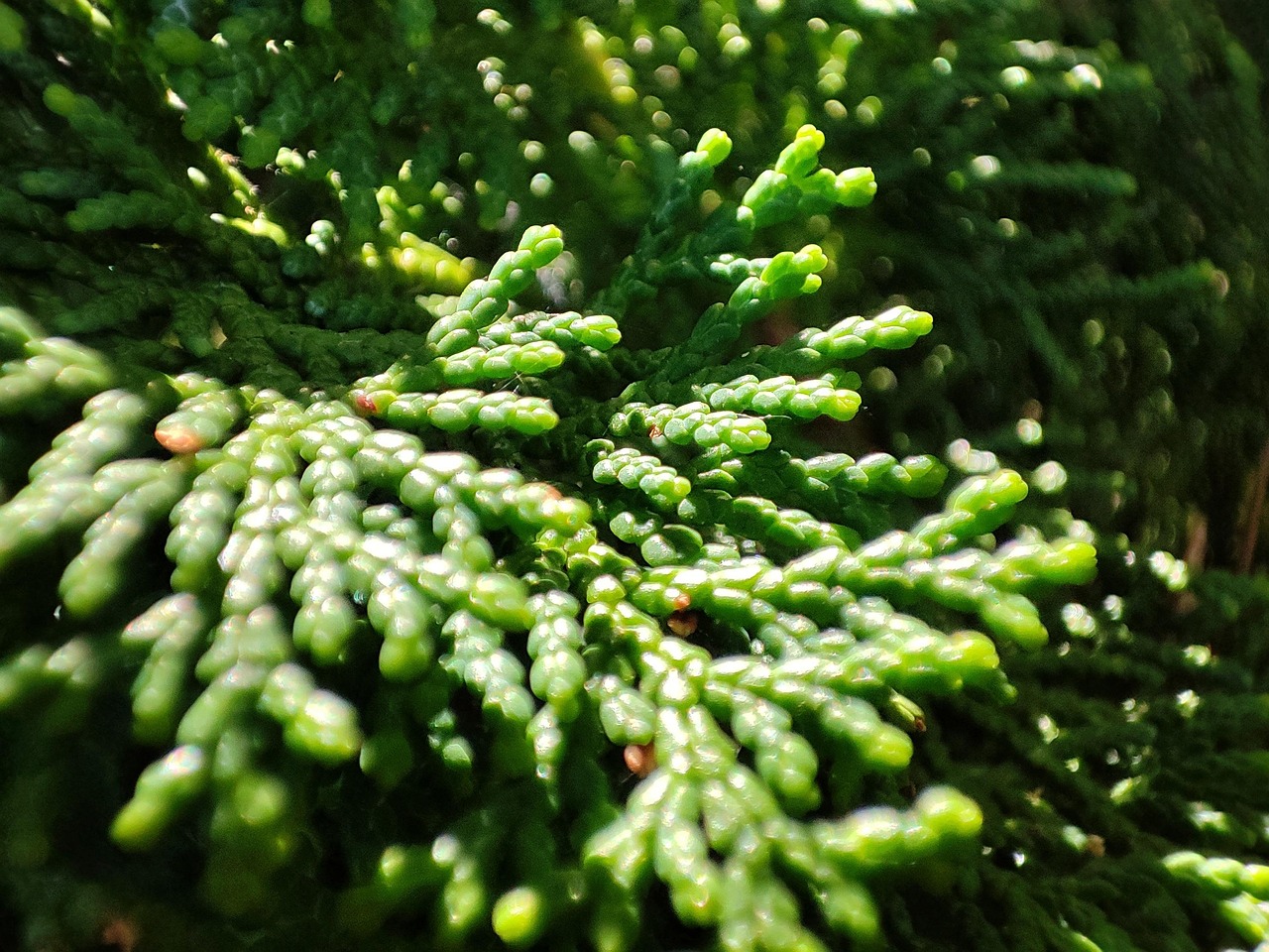 Planta Verde Natureza - Foto gratuita no Pixabay - Pixabay