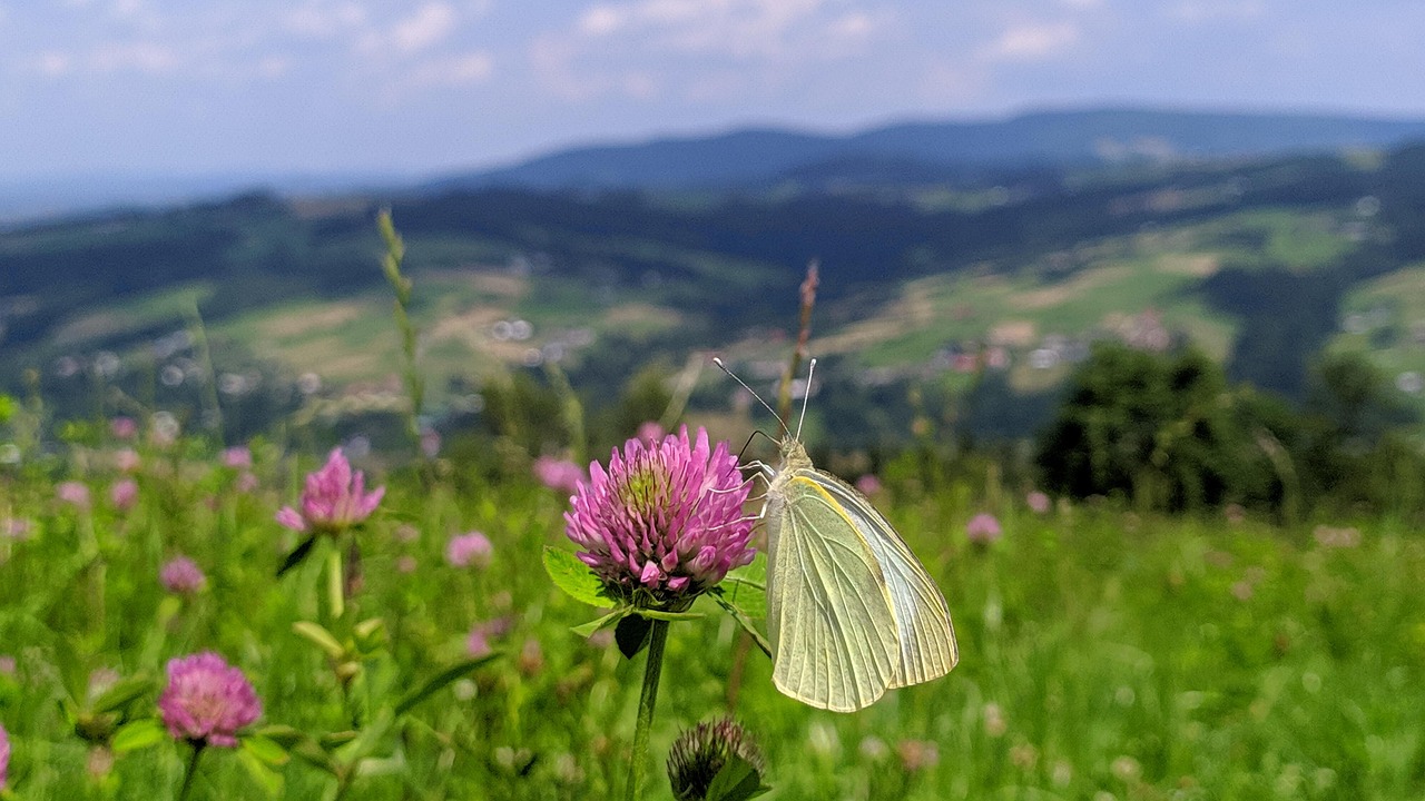 Butterfly Pollination Flowers - Free photo on Pixabay - Pixabay