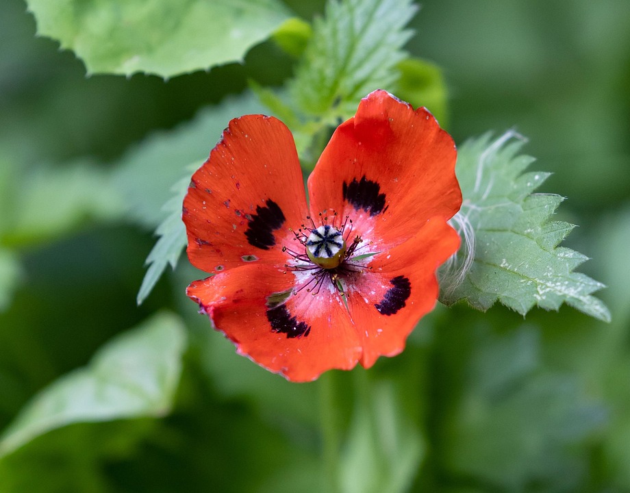 Ladybird Poppy Flower Red - Free photo on Pixabay