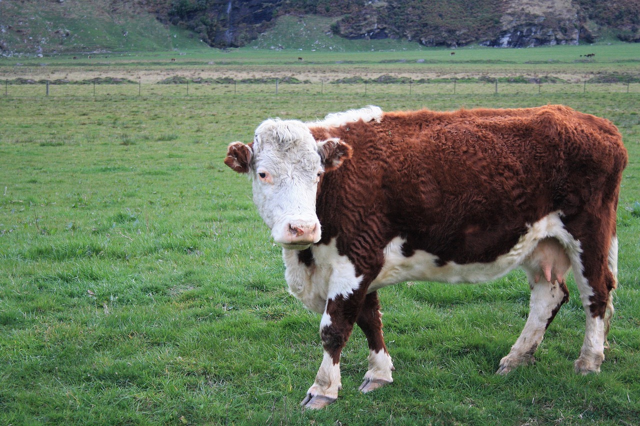 8,000+ Free Hereford Cattle & Cow Images - Pixabay