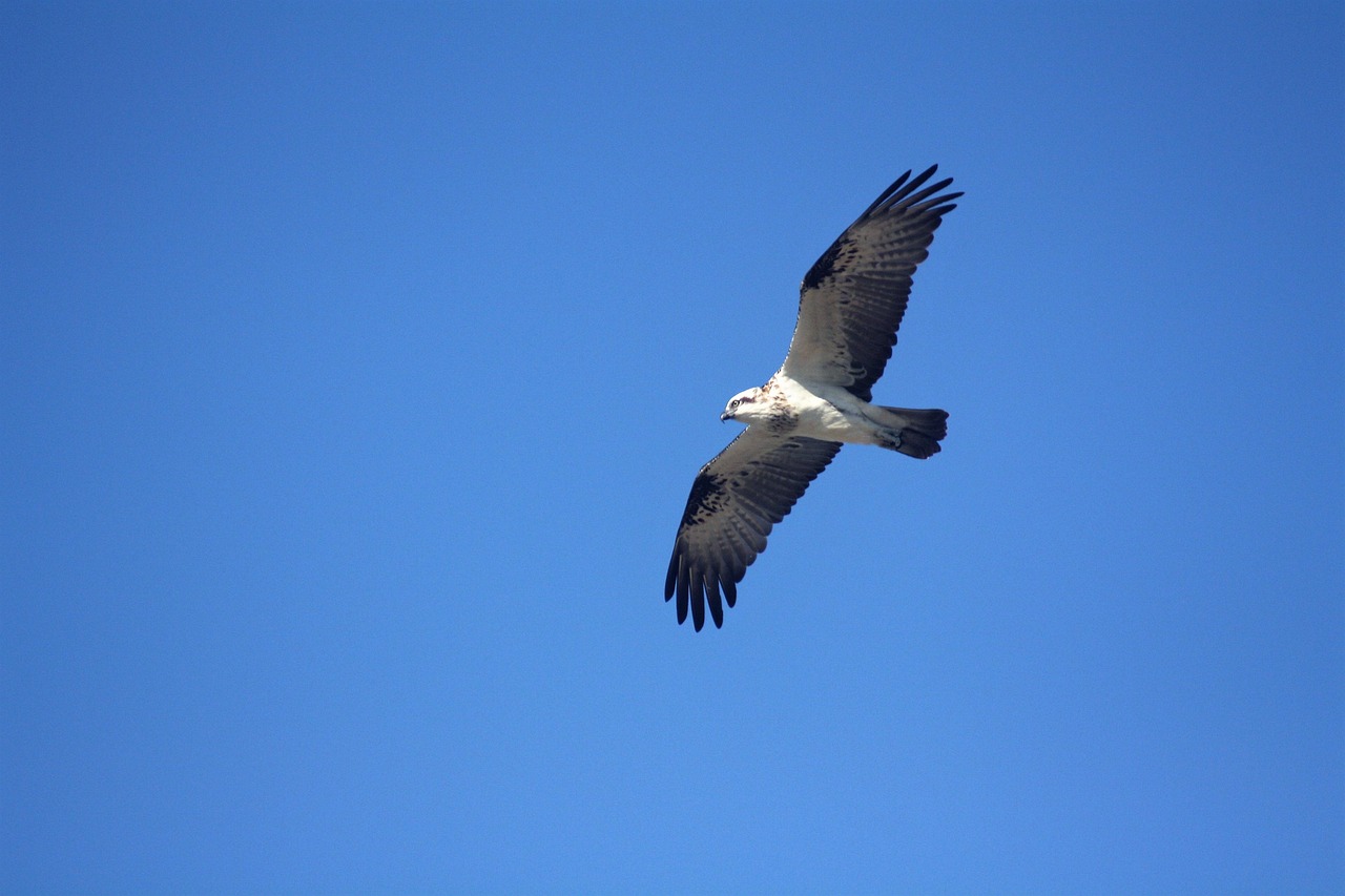 White-Bellied Sea Eagle Bird - Free photo on Pixabay - Pixabay