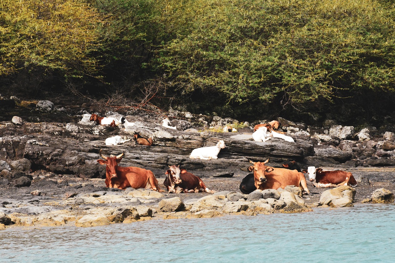 Sea Coast Cows - Free photo on Pixabay