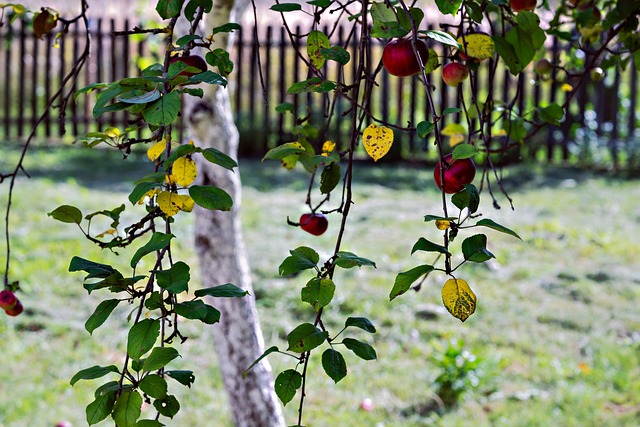 Árvore De Maçã Quintal Jardim - Foto gratuita no Pixabay - Pixabay