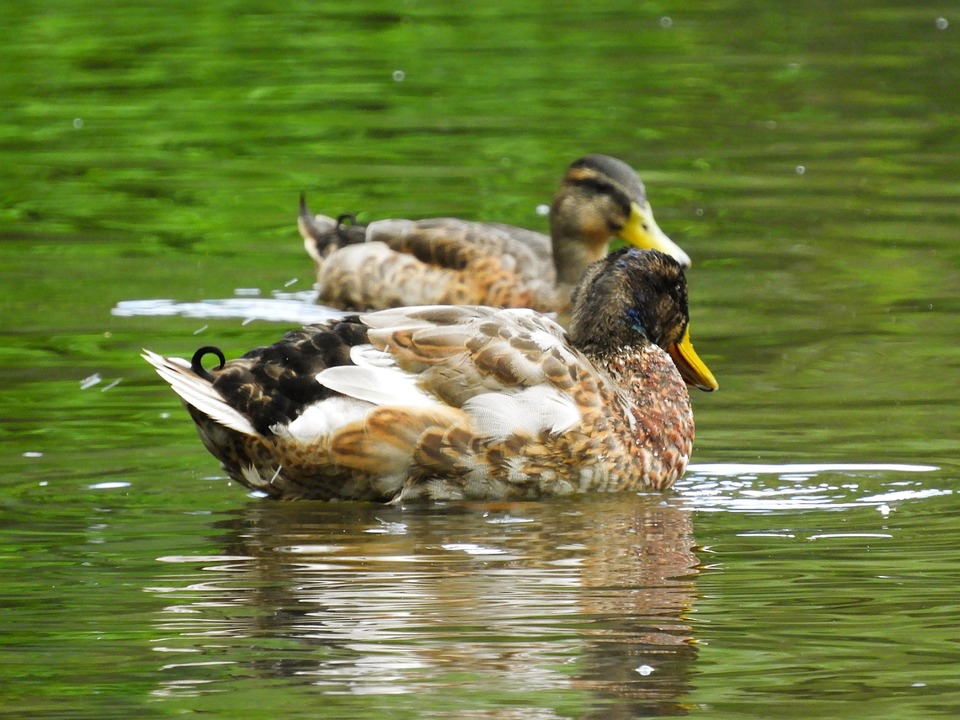 Mallards Burung-Burung Bebek - Foto gratis di Pixabay - Pixabay