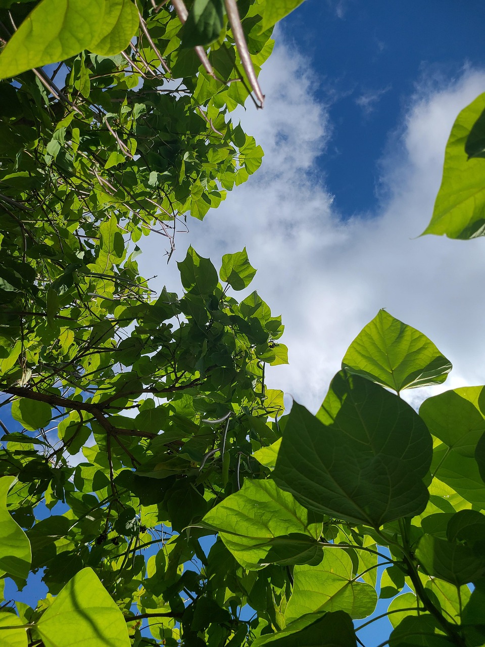 Arbre À Cigares Plantes Flore - Photo gratuite sur Pixabay - Pixabay