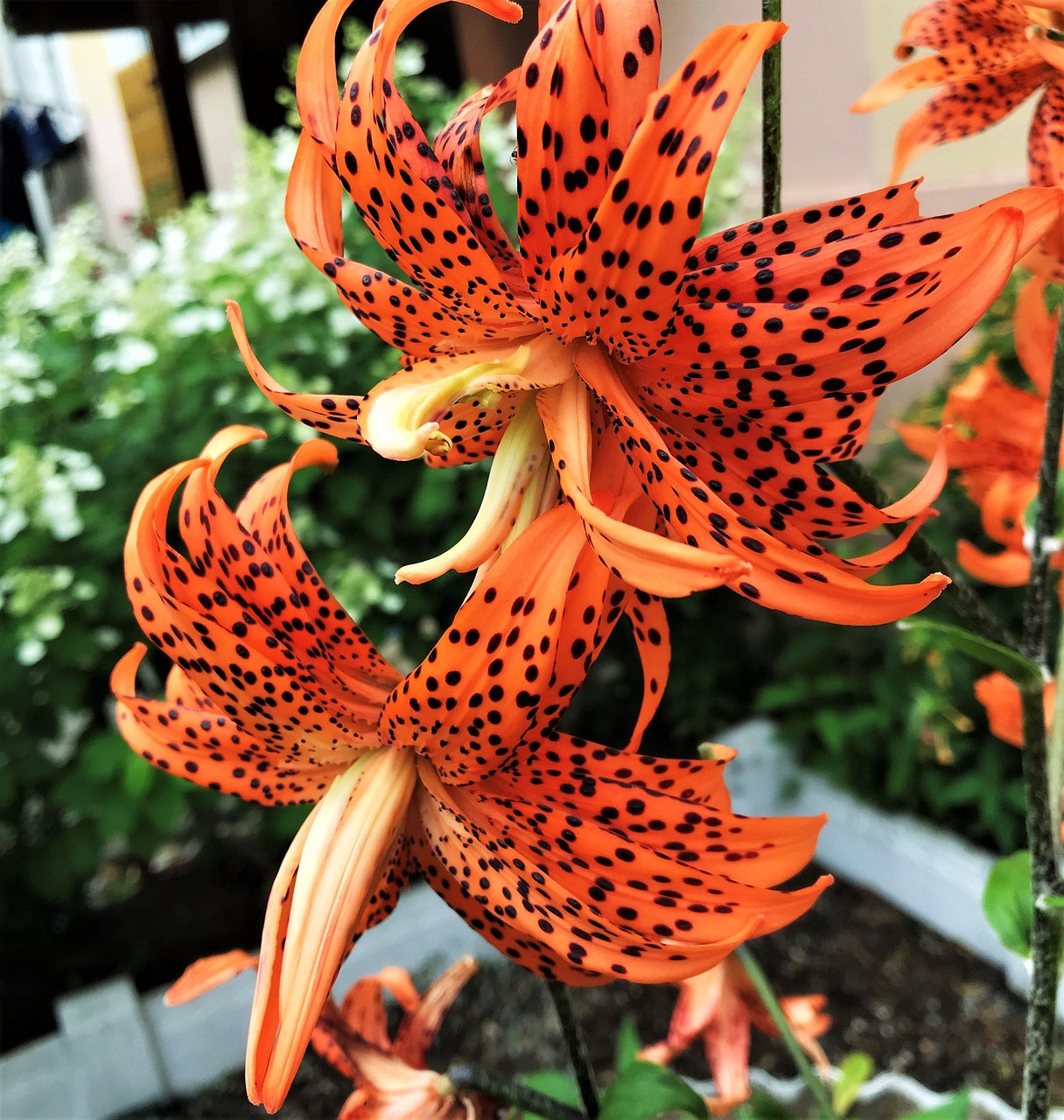 Tiger Lily Bunga-Bunga Flora - Foto gratis di Pixabay - Pixabay
