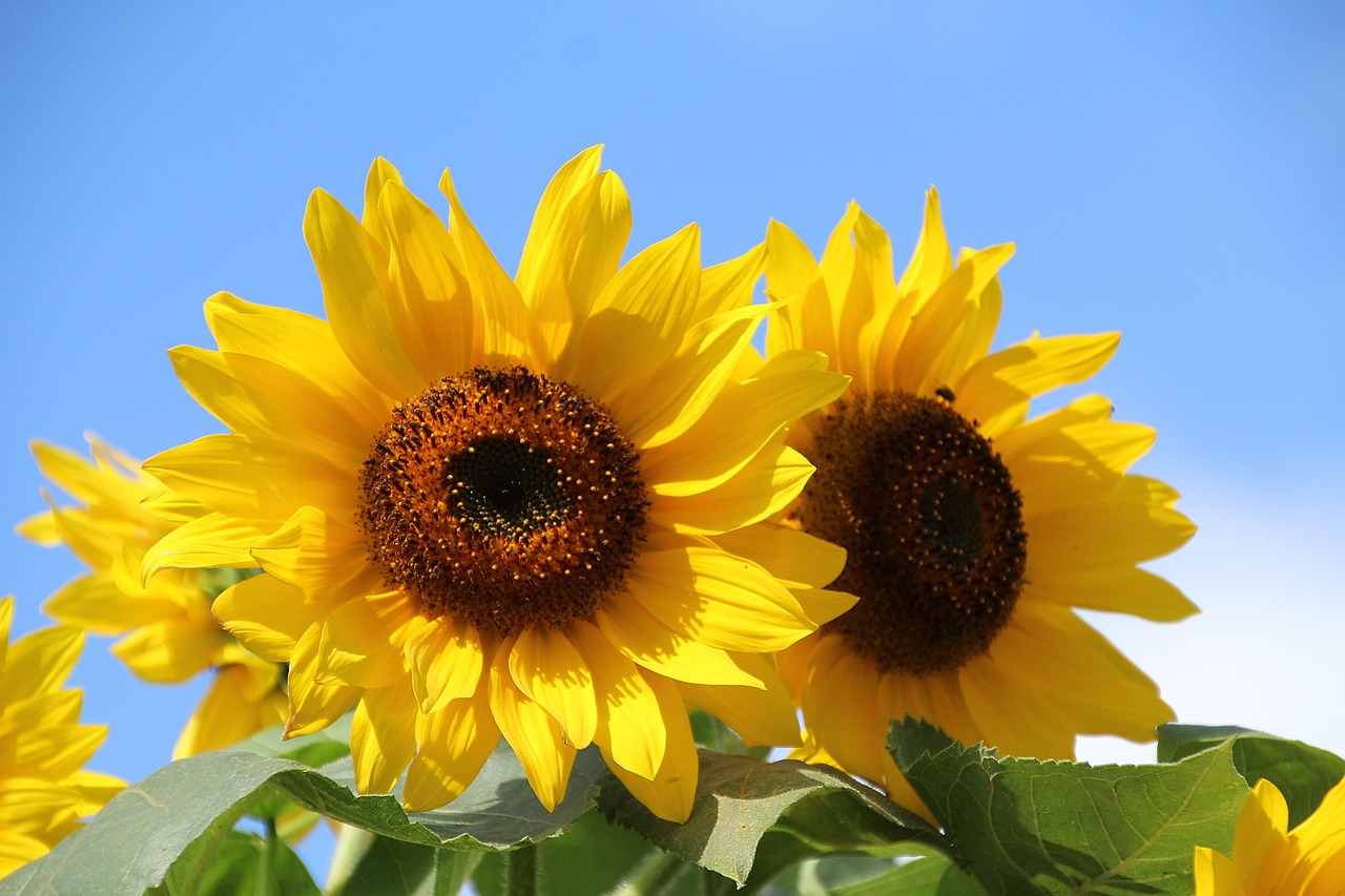 Sunflowers Summer Botany - Free photo on Pixabay - Pixabay
