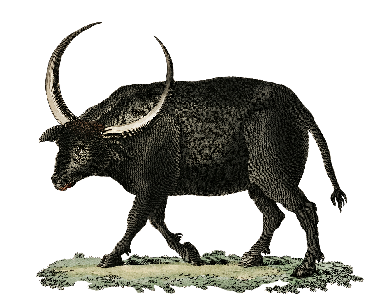 Bison Animal Disparu À - Image gratuite sur Pixabay - Pixabay