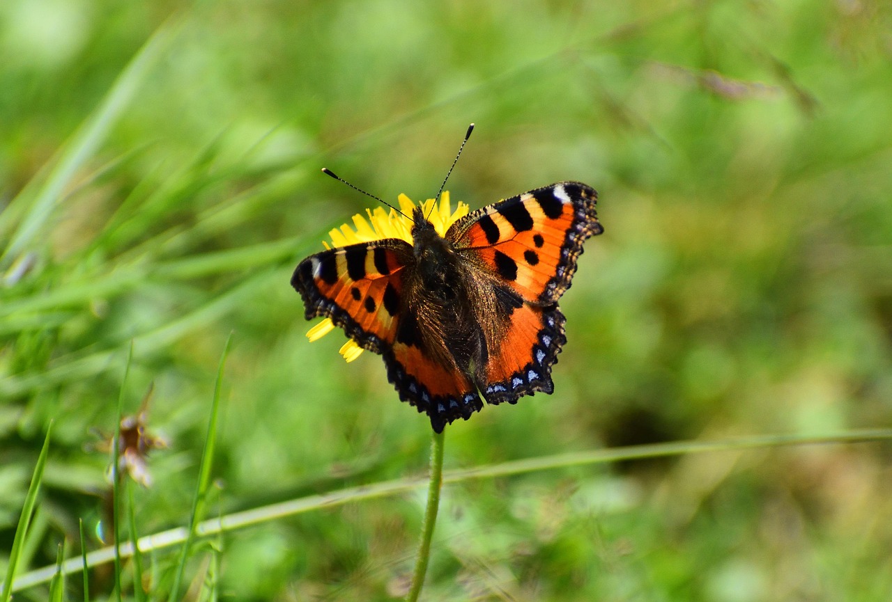 Papillon Féconder Petit Renard - Photo gratuite sur Pixabay - Pixabay