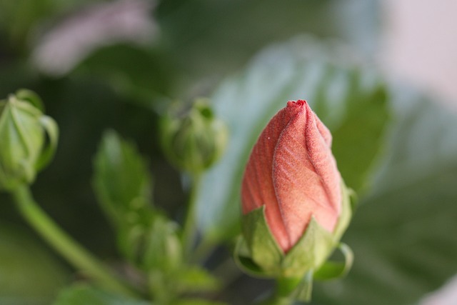 Rose Bourgeon Fleur - Photo gratuite sur Pixabay - Pixabay