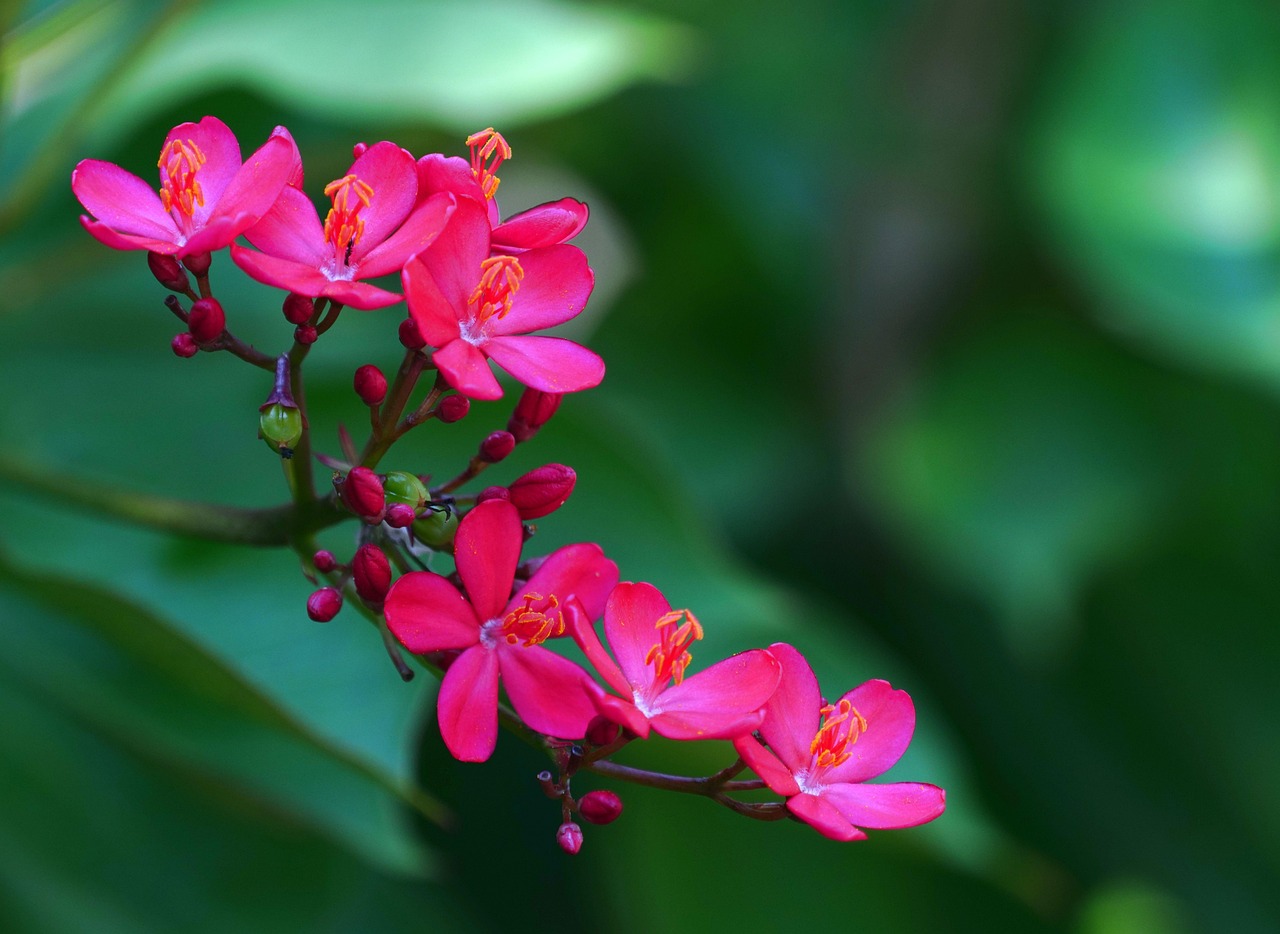 50+ Free Mausteinen Jatropha & Nature Images - Pixabay