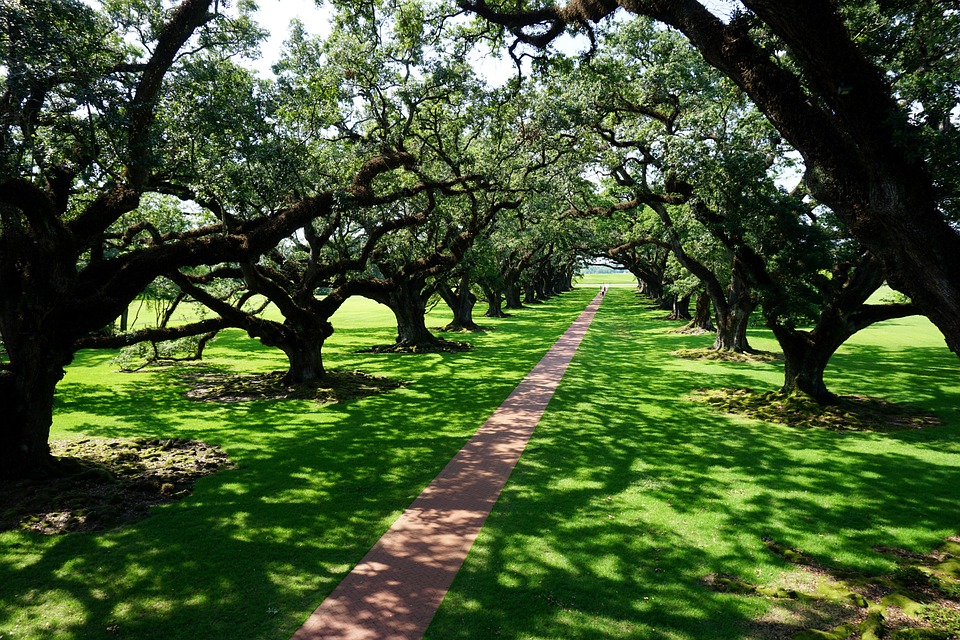 Trees Pathway Oak Alley - Free photo on Pixabay