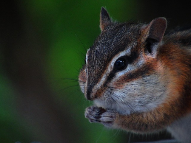 Chipmunk Rodent Foraging - Free photo on Pixabay