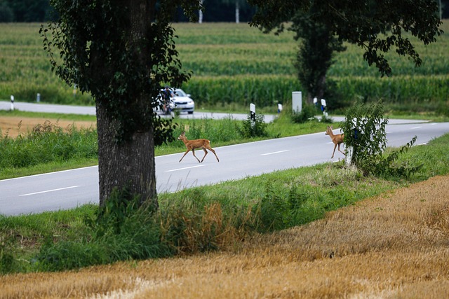 Deer Danger Wild - Free photo on Pixabay - Pixabay