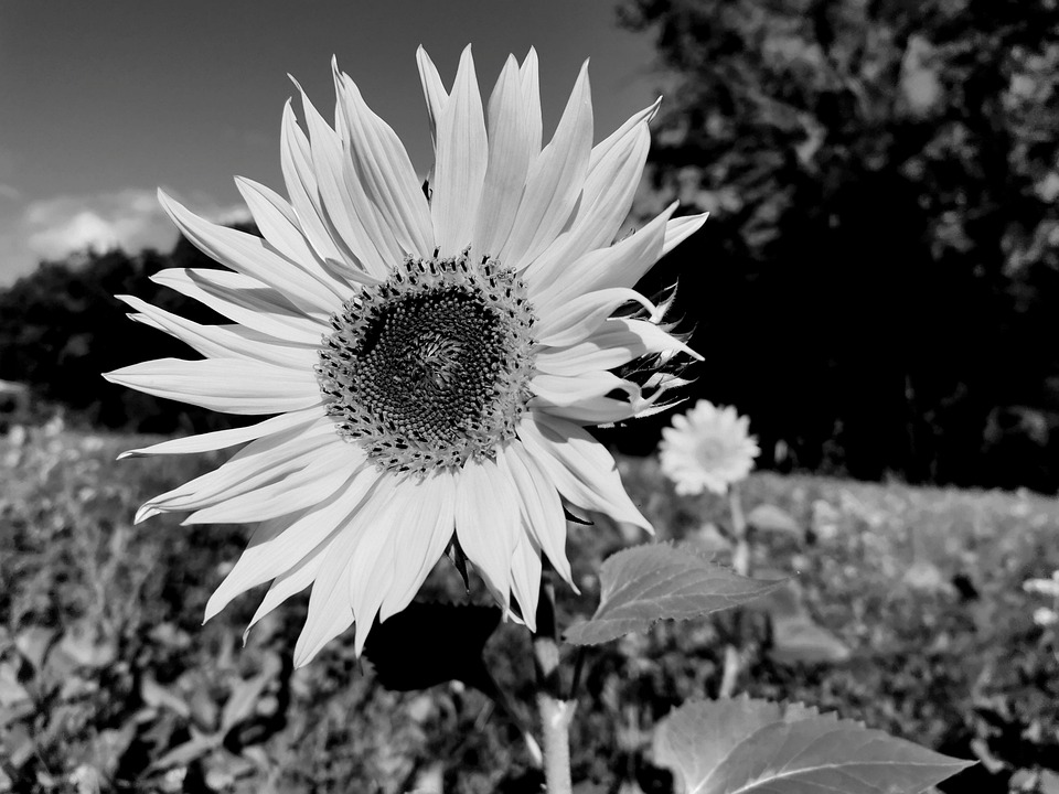 Bunga Matahari Hitam Dan - Foto gratis di Pixabay - Pixabay