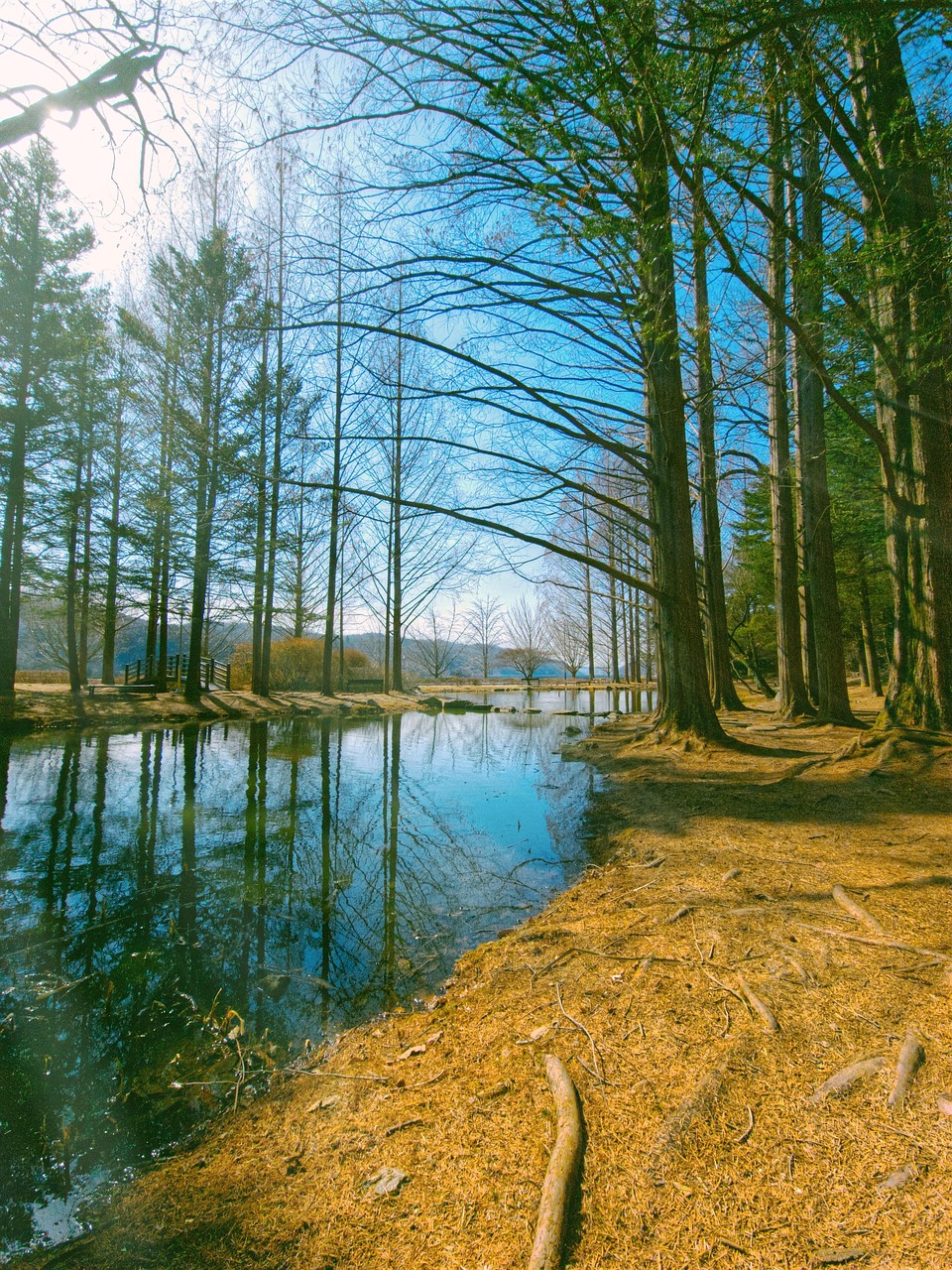 River Lake Tree - Free photo on Pixabay - Pixabay