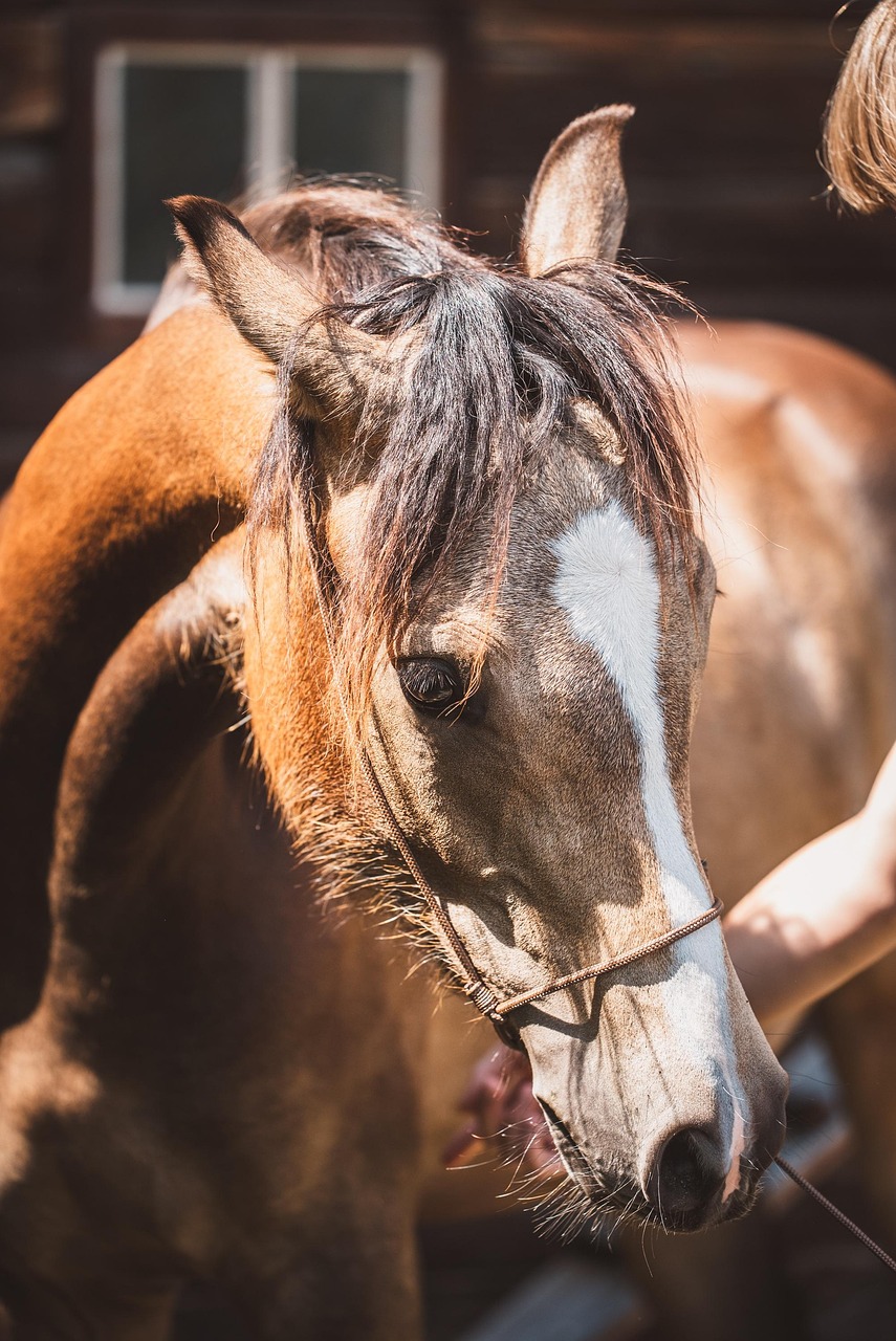 Horse Animal Species - Free photo on Pixabay - Pixabay