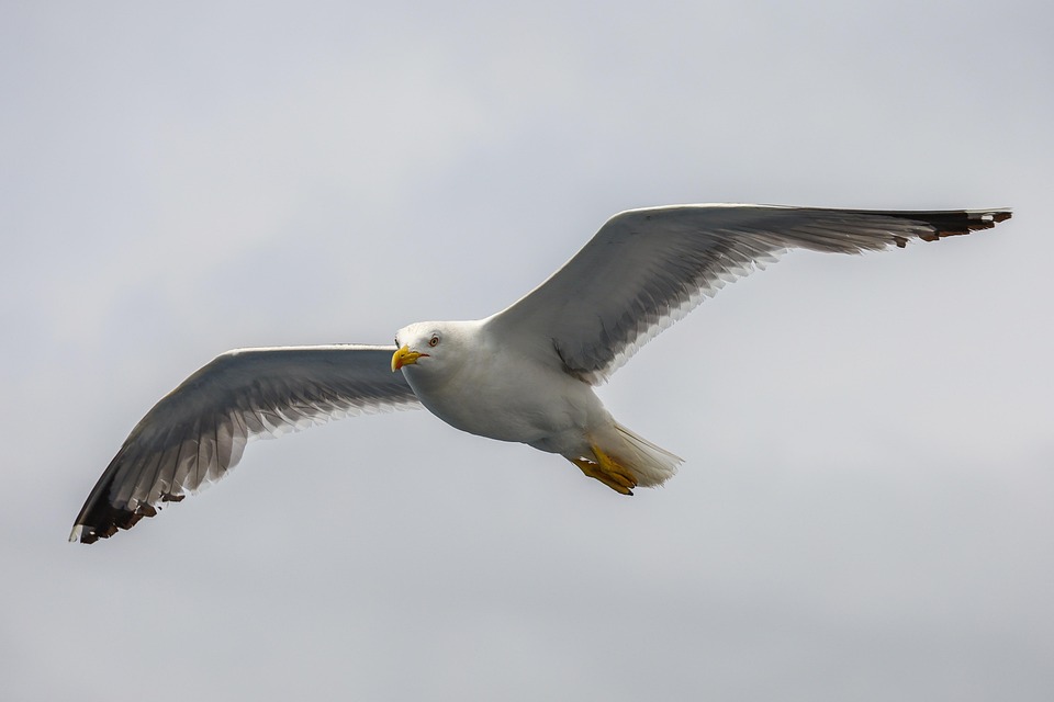 Gull Bird Birds - Free photo on Pixabay