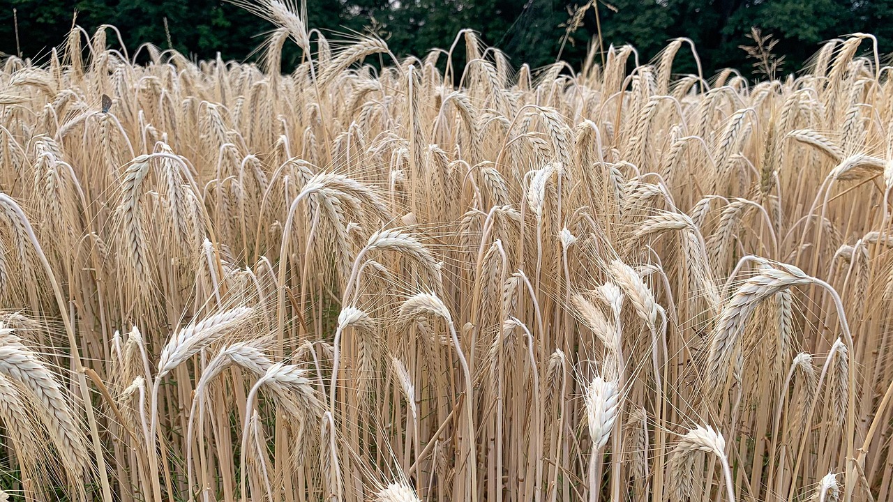 Wheat Field - Free photo on Pixabay - Pixabay