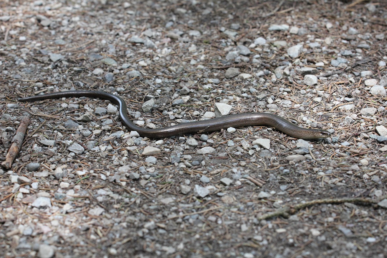 Blindschleiche Reptil Natur - Kostenloses Foto auf Pixabay