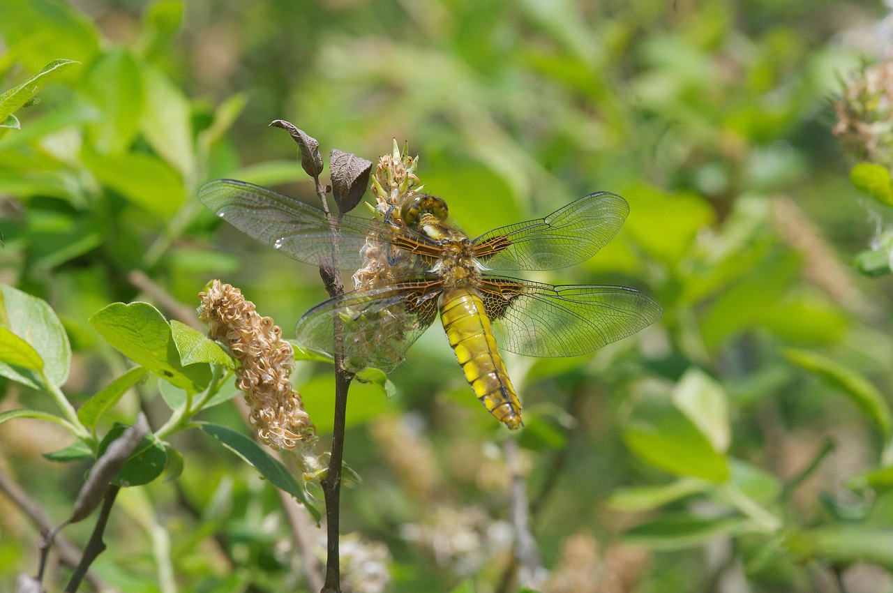 Libellule Odonate Ephemere - Photo gratuite sur Pixabay - Pixabay