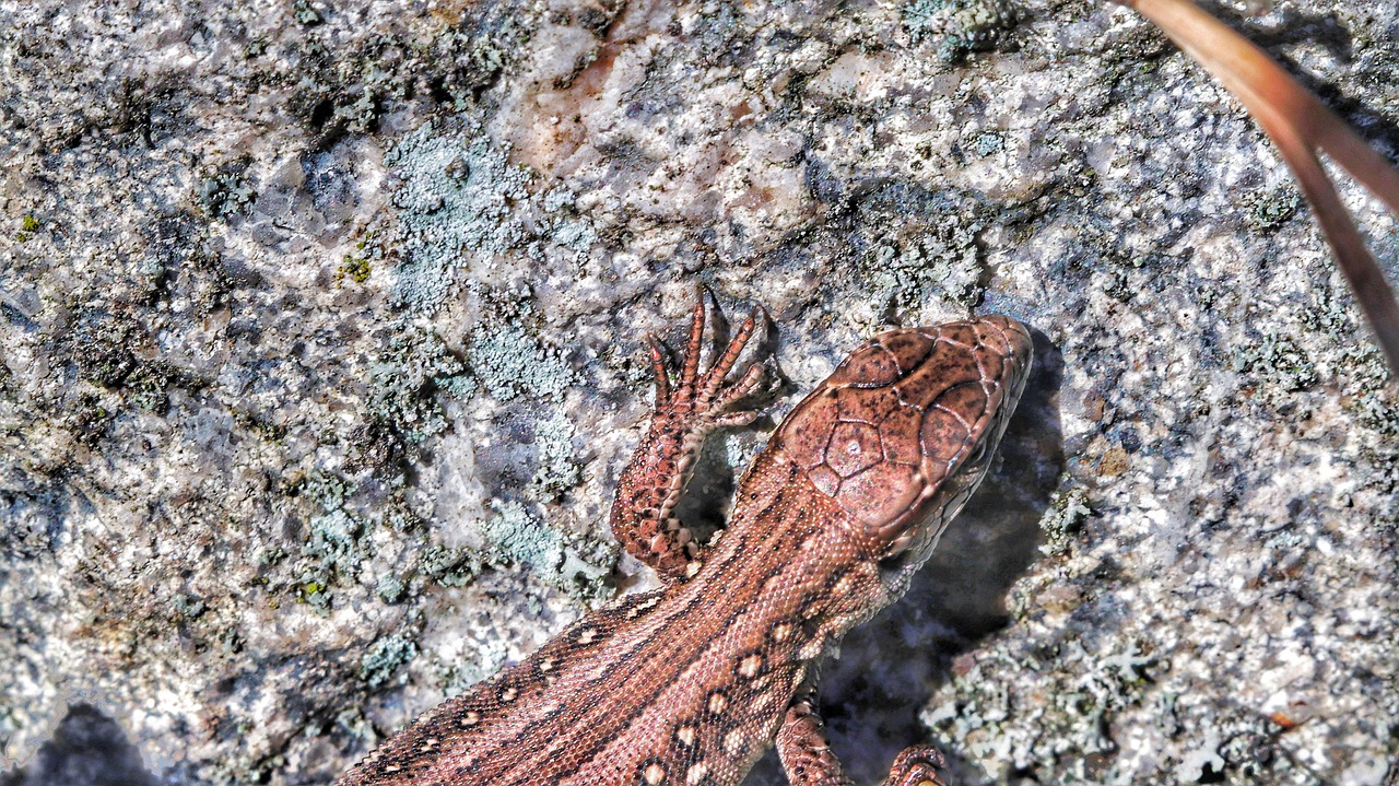 Øgle Reptil Skjellete - Gratis foto på Pixabay - Pixabay