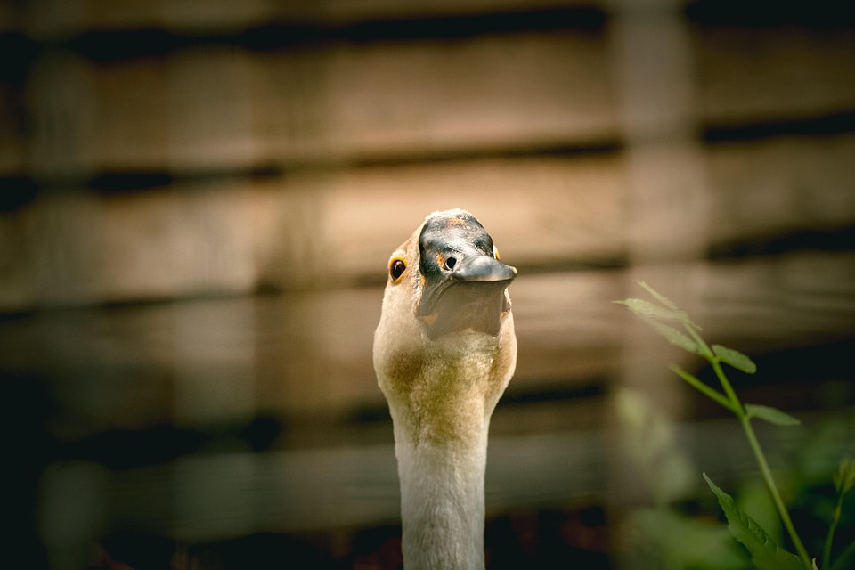 Goose Bird Animal - Free photo on Pixabay