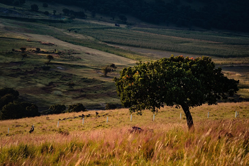 Nature Prairie Sur Le Terrain - Photo gratuite sur Pixabay - Pixabay