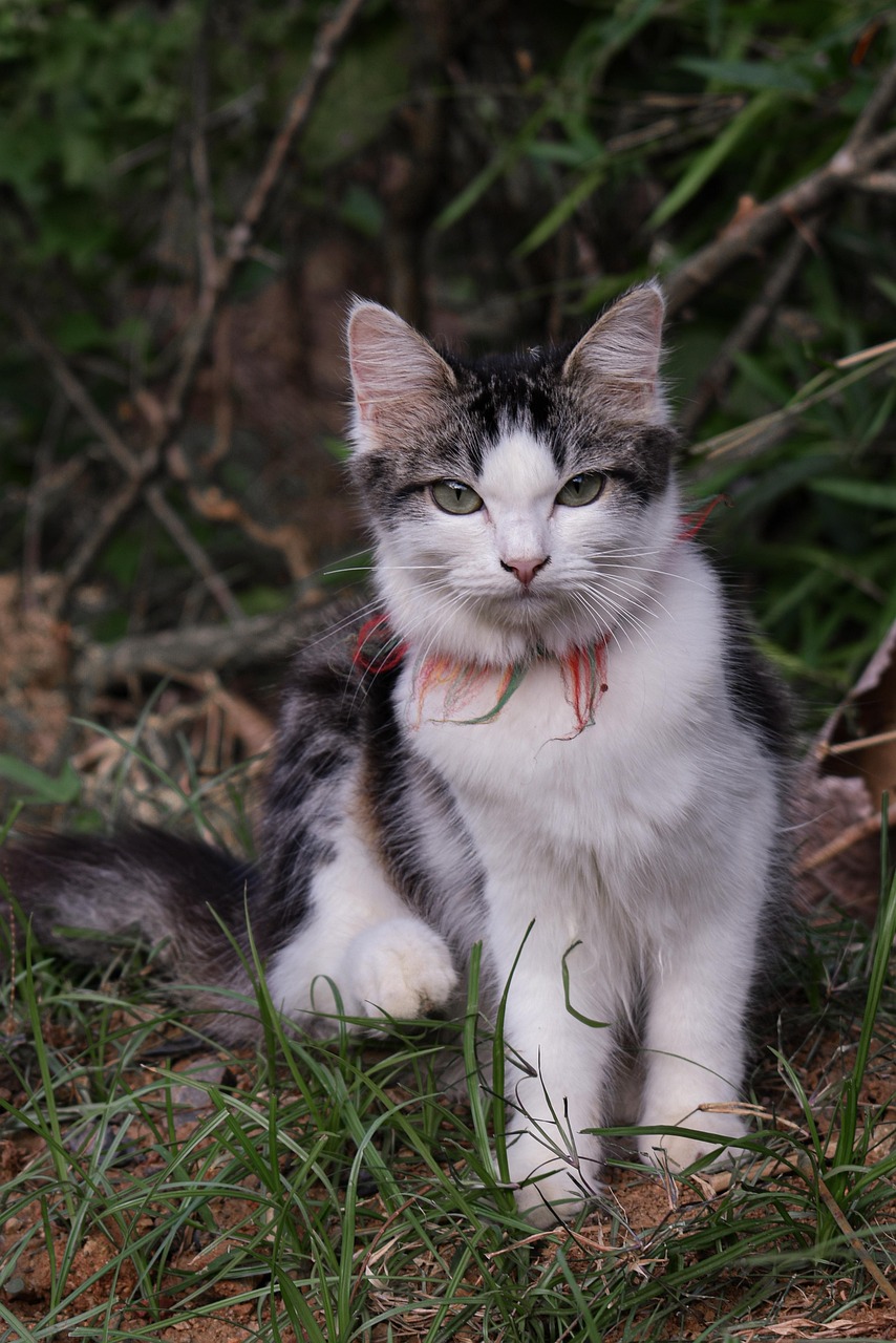 Kucing Peliharaan Licik - Foto gratis di Pixabay - Pixabay