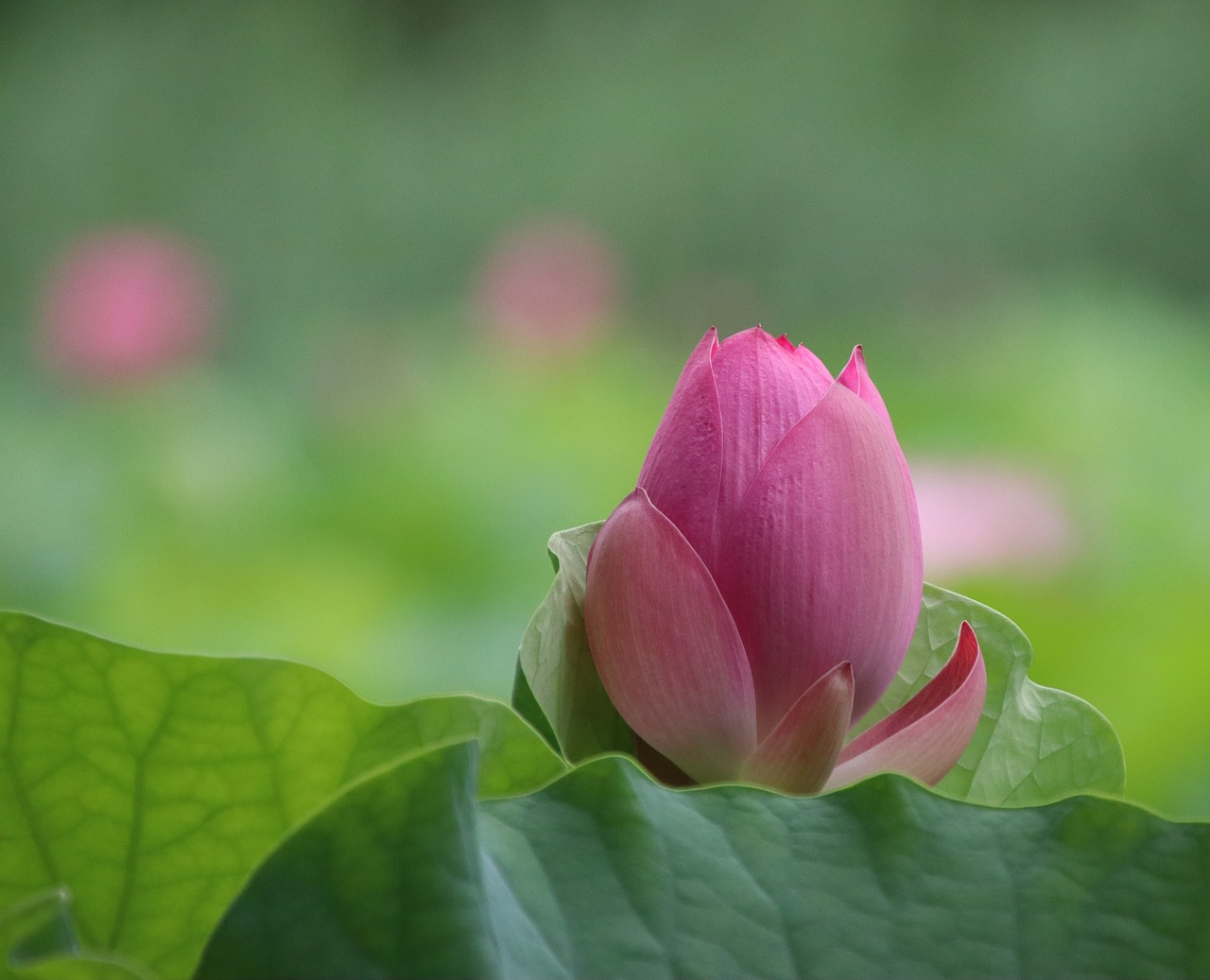 Lotus Bourgeon Fleur De - Photo gratuite sur Pixabay - Pixabay