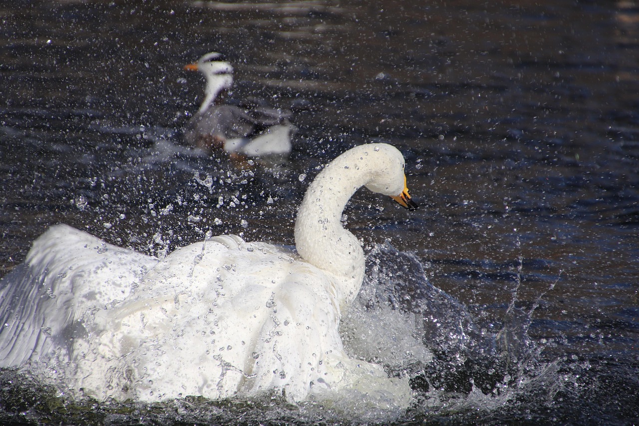 Cisne Branco Ganso De Cabeça - Foto gratuita no Pixabay - Pixabay