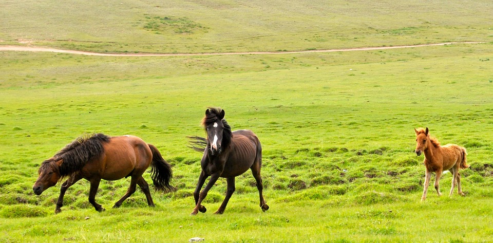 Horses Foal Animal - Free photo on Pixabay - Pixabay