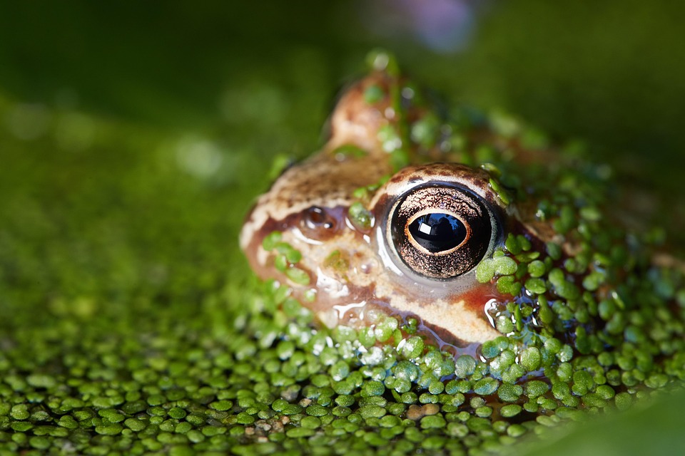 Rã Animal Lago - Foto gratuita no Pixabay - Pixabay