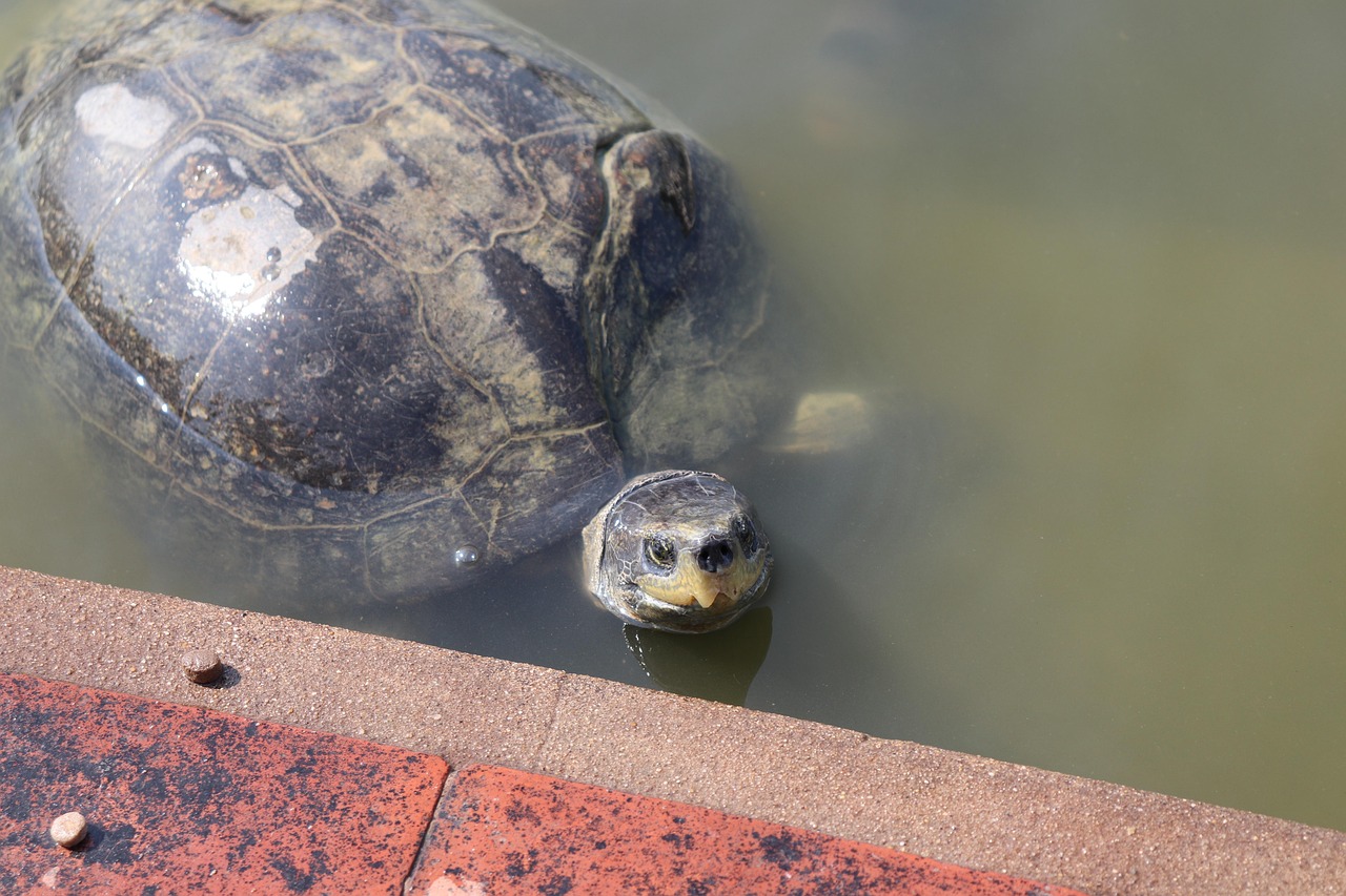 Turtle Reptile Animal - Free photo on Pixabay - Pixabay