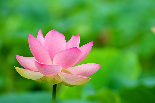 Lotus Fleur De - Photo gratuite sur Pixabay - Pixabay