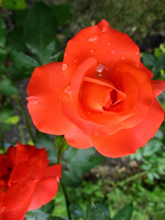 Rose Beauté Romantique - Photo gratuite sur Pixabay - Pixabay